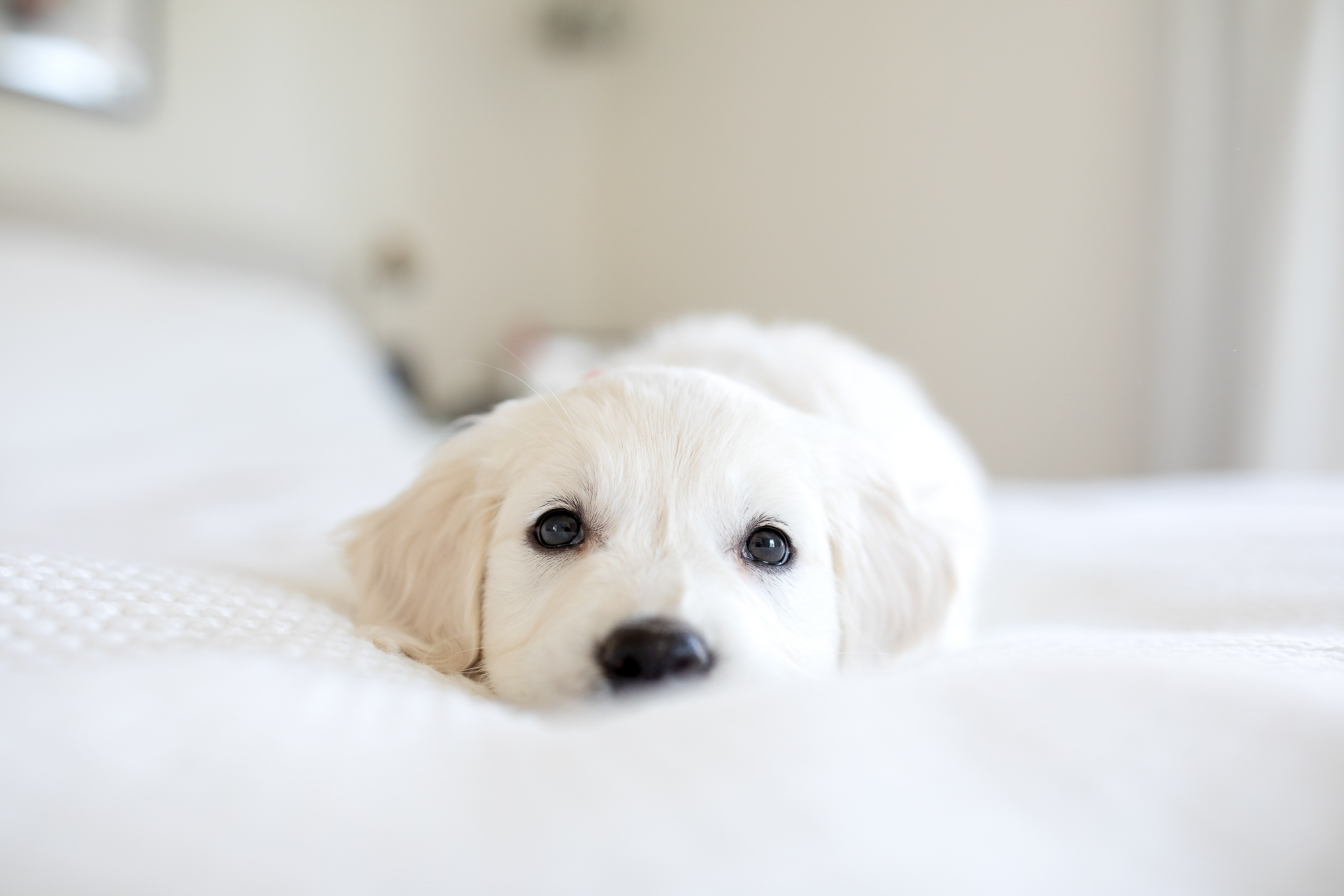 Meet Isla + the secret to easy puppy training that saved my sanity ...